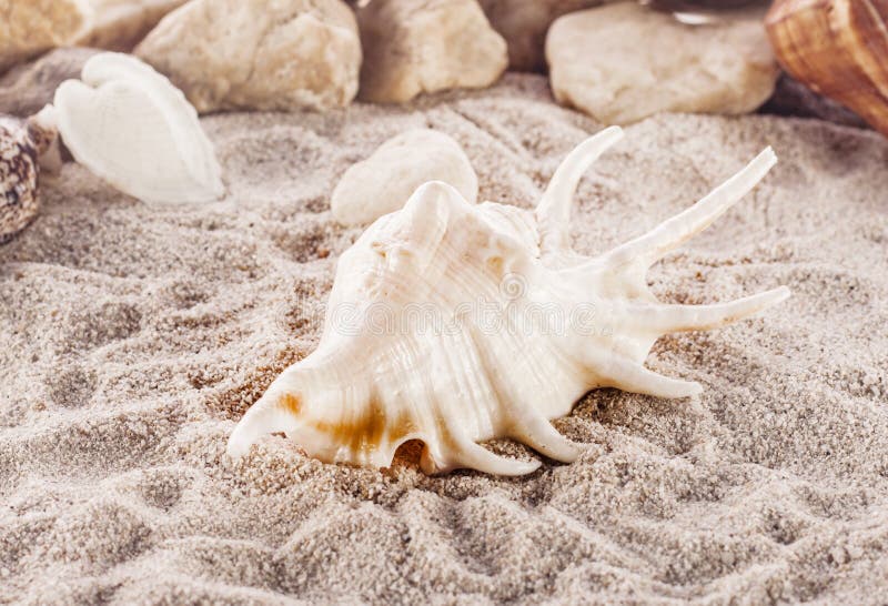 Sea shell .on the sand stock photo. Image of white, decoration - 202596344