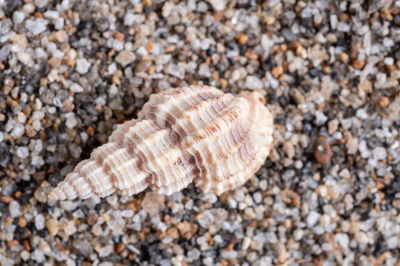 Sea Shell on the Sand. Shallow Depth of Field. Stock Photo - Image of ...