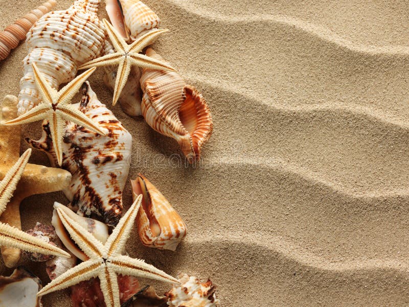 Sea shell on sand stock photo. Image of vacation, christmas - 39704404