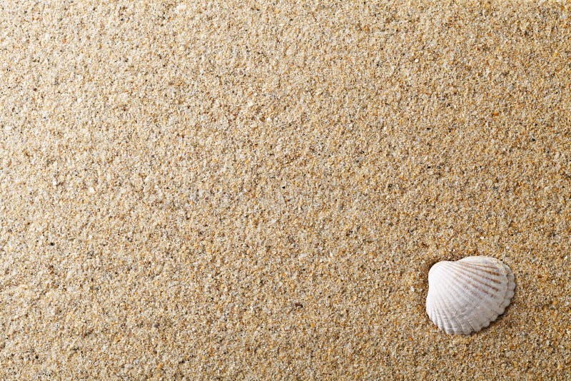 Shell on Sand stock photo. Image of background, beach - 29721264