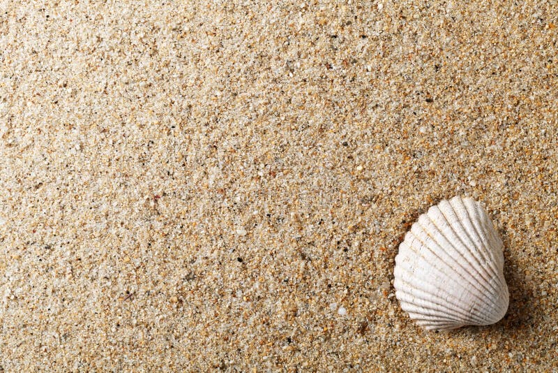 Sea Shells on Sand at the Beach Stock Photo - Image of seashore, space ...