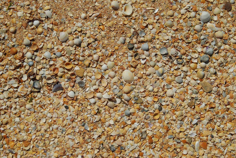 Sea Shell on the Sand Textured Background Wallpaper, Stock Photo ...
