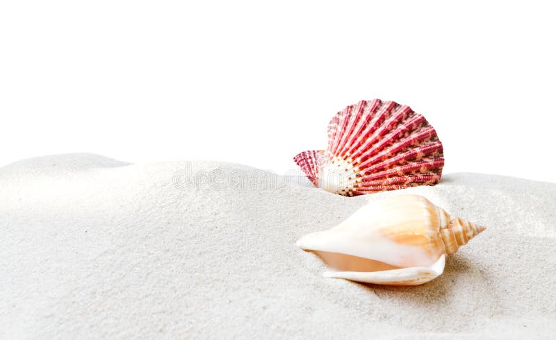 Sea shell on the beach stock photo. Image of marine, animal - 14421984