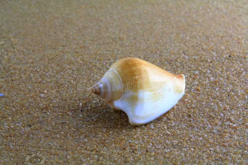 Sea shell on the sand stock image. Image of horizontal - 96818455