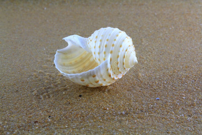 Sea shell on the sand stock photo. Image of sand, yellow - 96820868