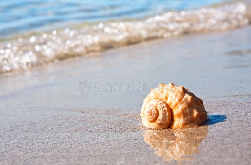 Sea shell stock image. Image of outdoor, paradise, beach - 30959391