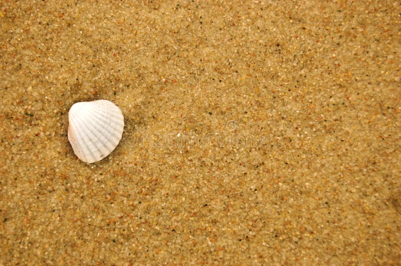 Sea shell on a sandy beach stock image. Image of shells - 36606913
