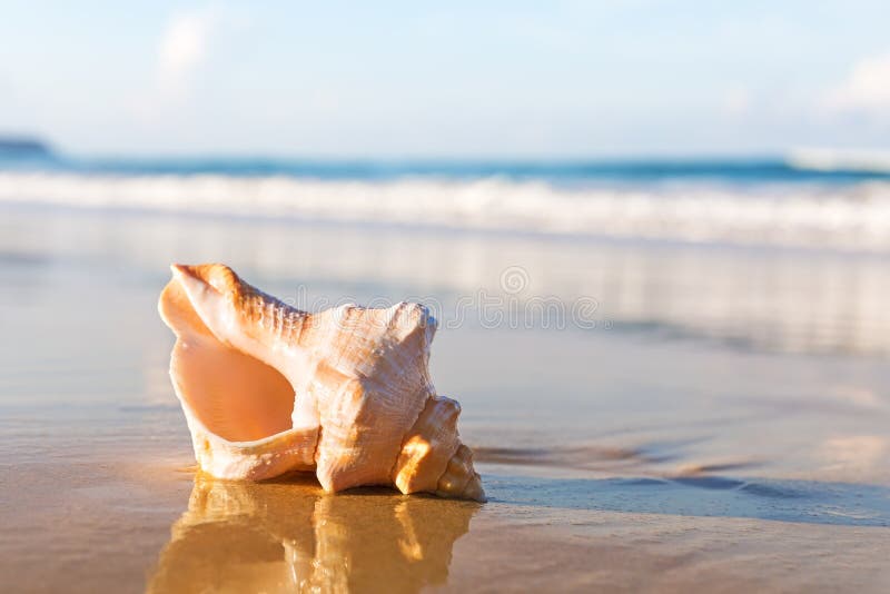 Sea shell stock photo. Image of natural, resort, landscape - 58384332