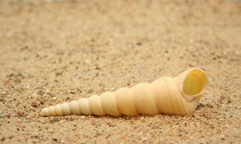 Sea Shell on Sandy Beach Close Up Stock Image - Image of space, star ...