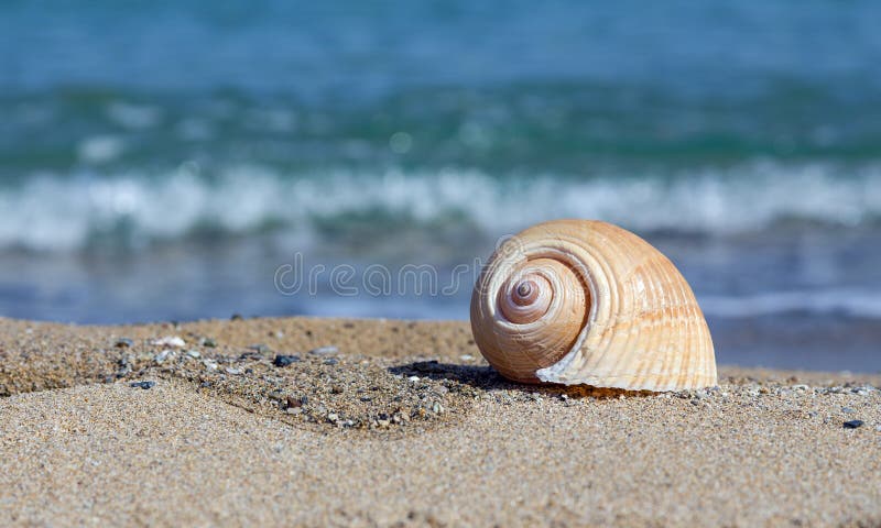 Sea shell on sandy beach stock image. Image of pacific - 43746171