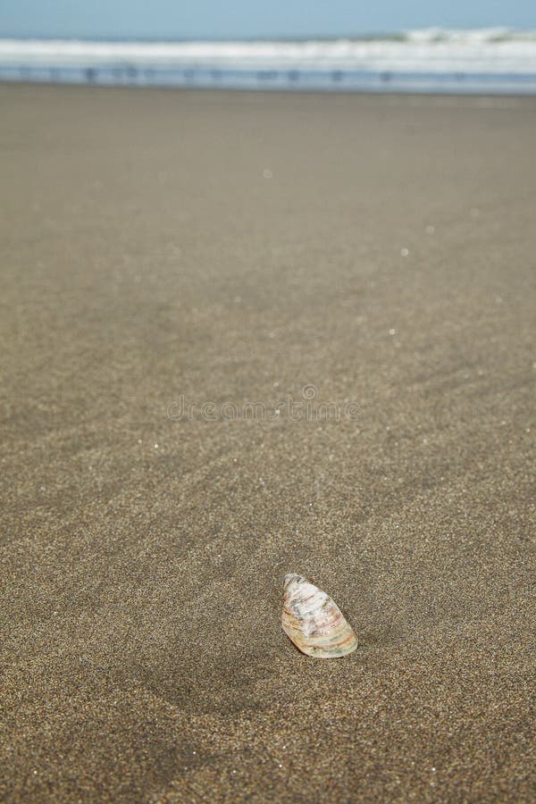 Sea Shell on Sandy Beach with Sea in Background Stock Image - Image of ...