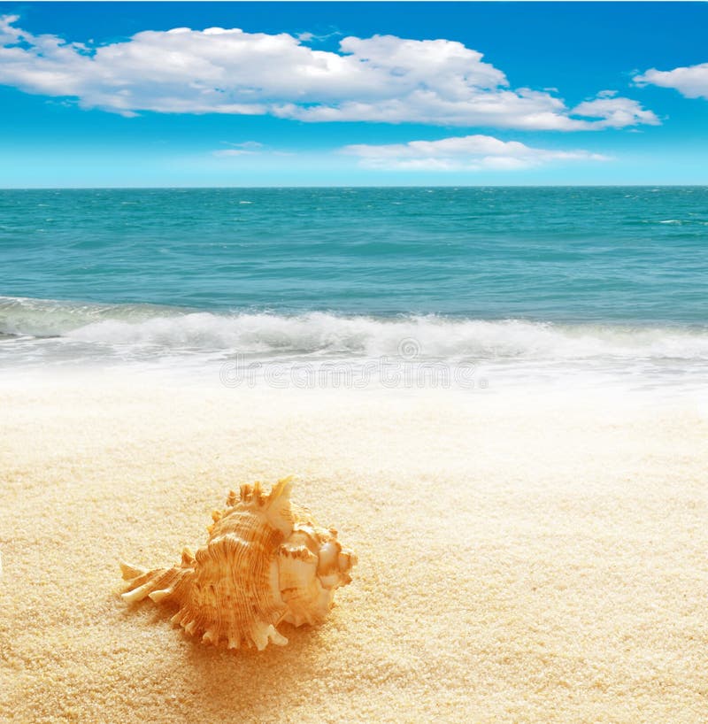 Sea Shell on the Sandy Beach Stock Image - Image of caribbean, macro ...