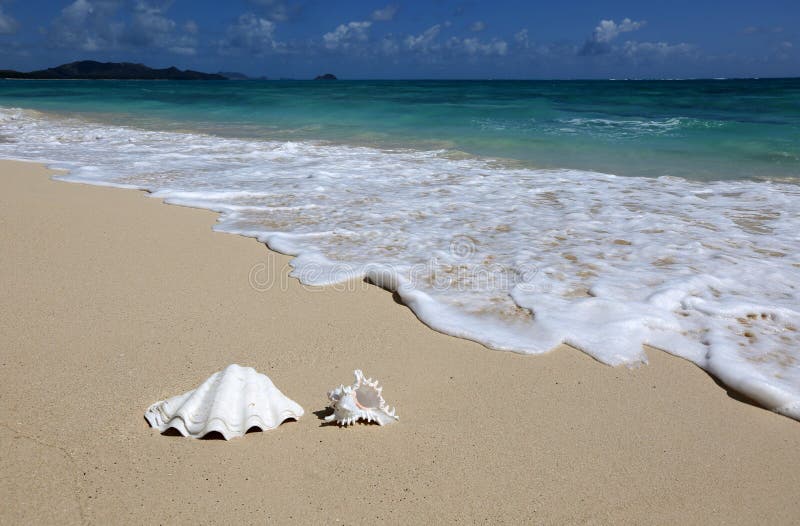 Sea Shell Sandy Beach Wave Hawaii Stock Photo - Image of idyllic ...