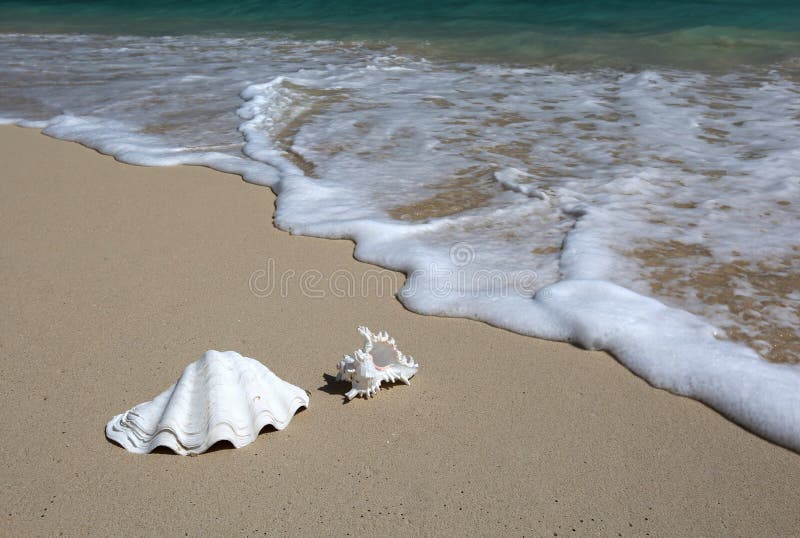 Sea Shell Sandy Beach Wave Hawaii Stock Photo - Image of idyllic ...