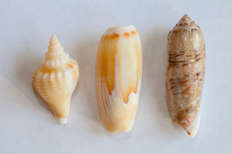 Sea Shell from Sanibel and Captiva Islands Stock Image - Image of ...