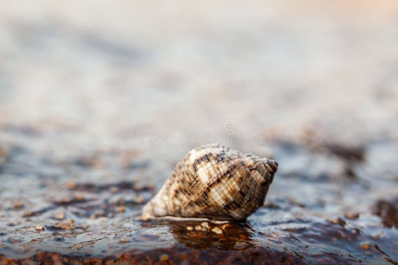 A Sea Shell Sat on a Rock at the Beach Stock Photo - Image of seashell ...