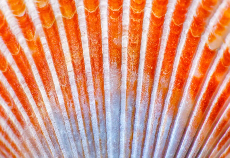 Sea Shell Scallop Fan Flame Pattern Stock Image - Image of background ...