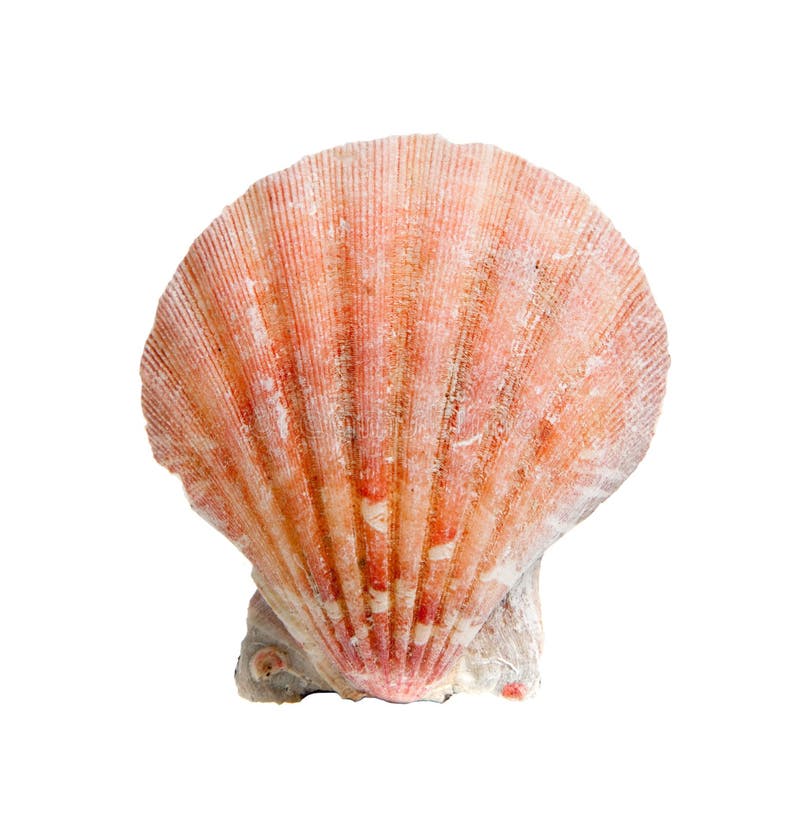 Radial Sea Shell Isolated stock image. Image of radial - 14164683