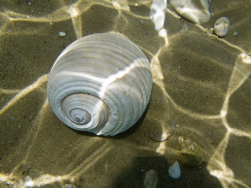 A sea shell stock image. Image of ocean, floor, marine - 20094189