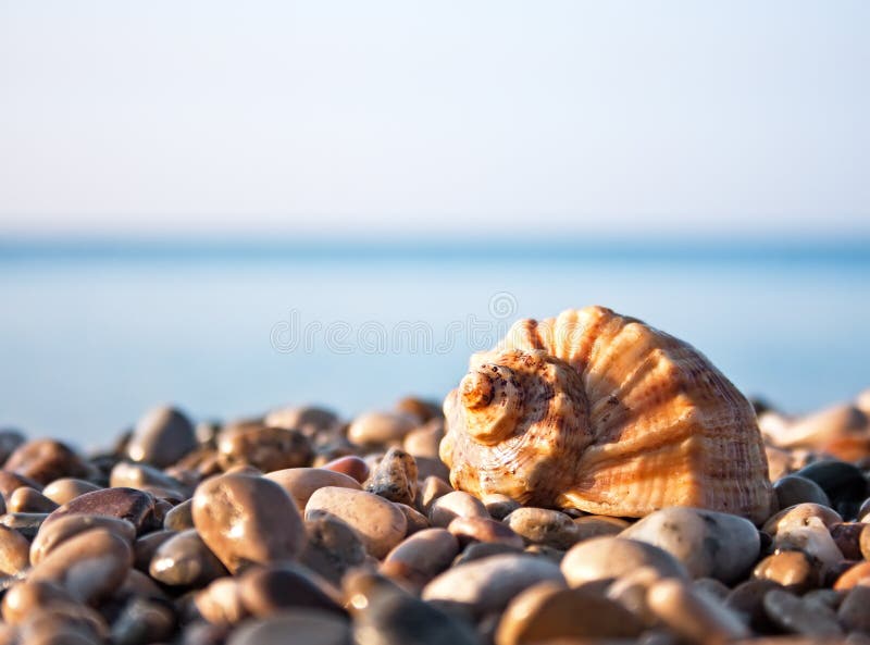 Sea Shell with Sea and Blue Sky Stock Photo - Image of coastline ...