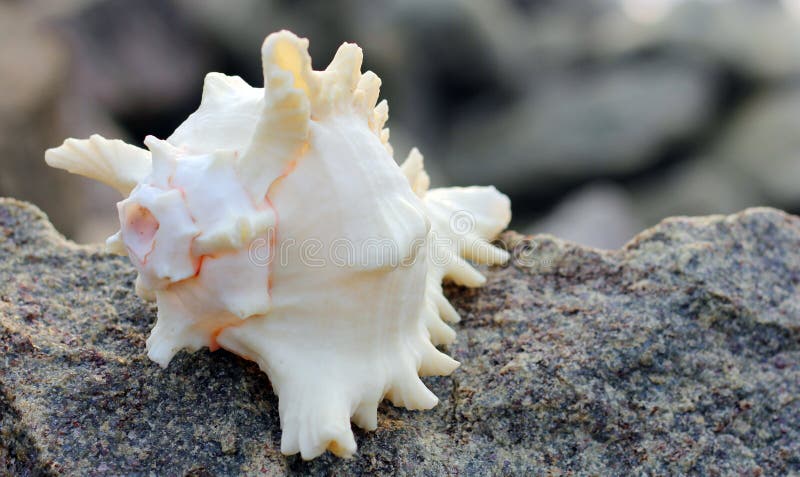 Sea shell on the Sea stock photo. Image of beach, frame - 179090960