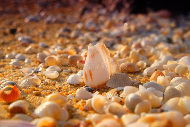 A Sea Shell of the Sea Shell Stock Photo - Image of ocean, nature: 57088684