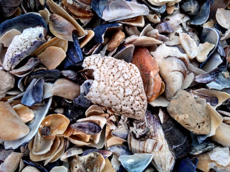 Sea shell stock image. Image of bright, colors, shell - 122112415