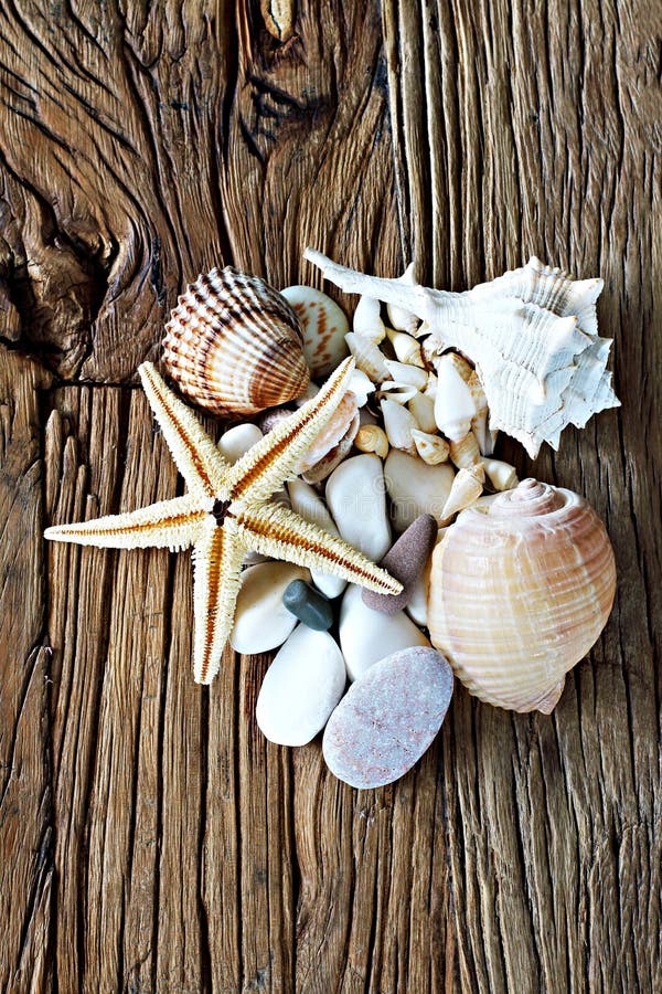 Sea Shell, Sea Stone and Starfish Collection Collection on a Wooden ...