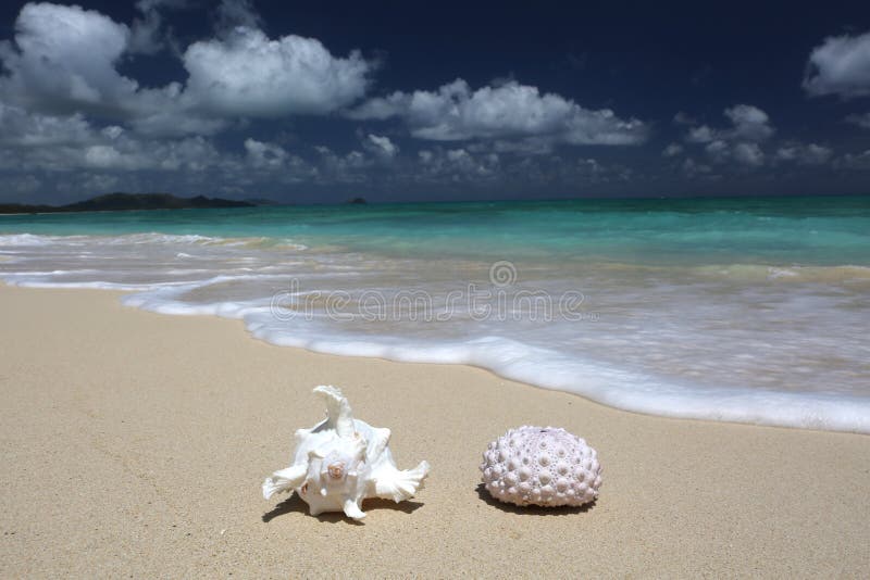 Sea Shell Sea Urchin Sandy Beach Turquoise Ocean Stock Photo - Image of ...