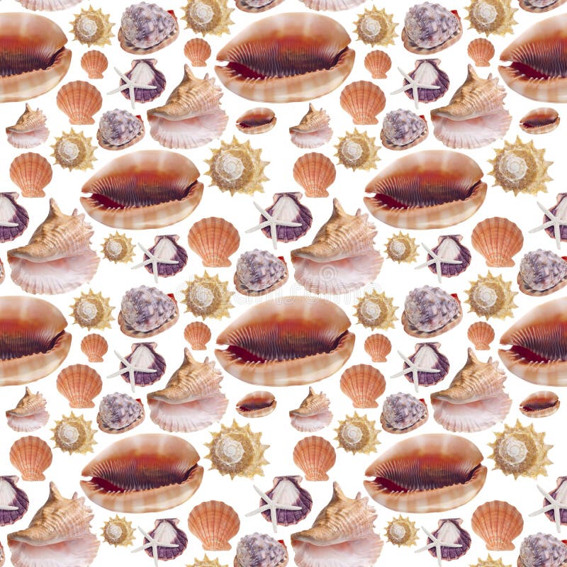 Shell seamless background. stock photo. Image of mollusk - 9605784