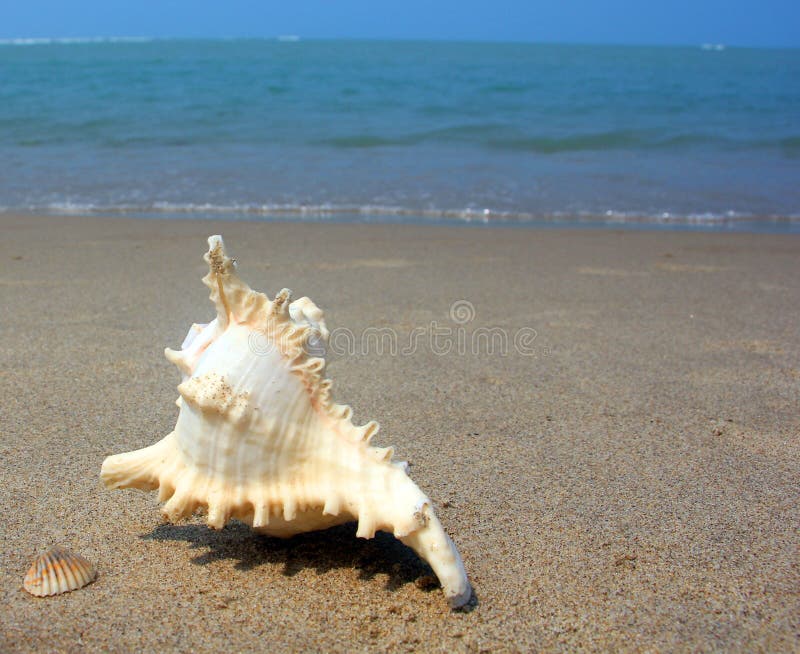 Sea shell on the Sea stock image. Image of fragile, bello - 179090587