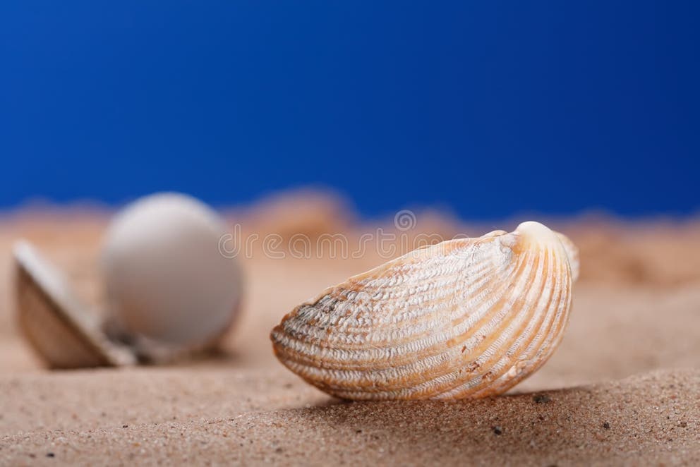 Sea Shell Seashell on Beach Sand and Blue Sky Stock Photo - Image of ...