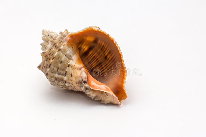 Sea shell stock image. Image of white, spiral, shellfish - 74000501