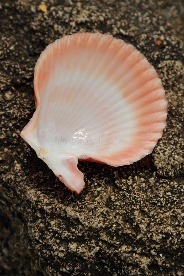 Sea shell stock image. Image of paradise, copy, nature - 45409873