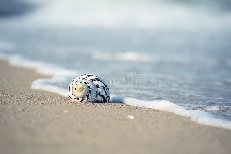 Sea Shell on the Seashore in the Water. the Atmosphere of Travel and ...