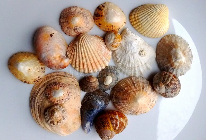 Sea shell selection stock image. Image of nature, design - 52832883