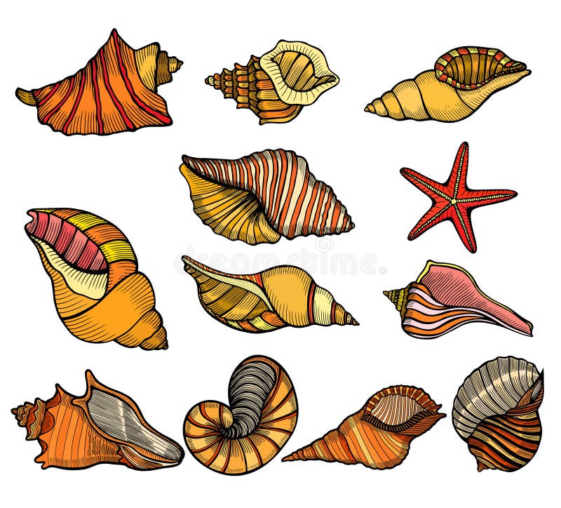 Illustrated Seashell Stock Illustrations – 110 Illustrated Seashell ...