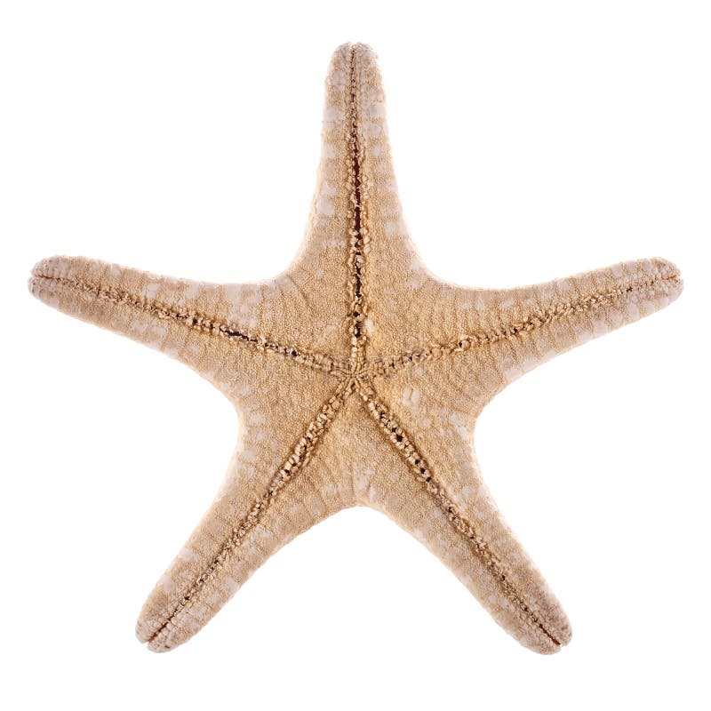 Sea Shell in the Shape of Star Isolated Stock Photo - Image of mollusk ...