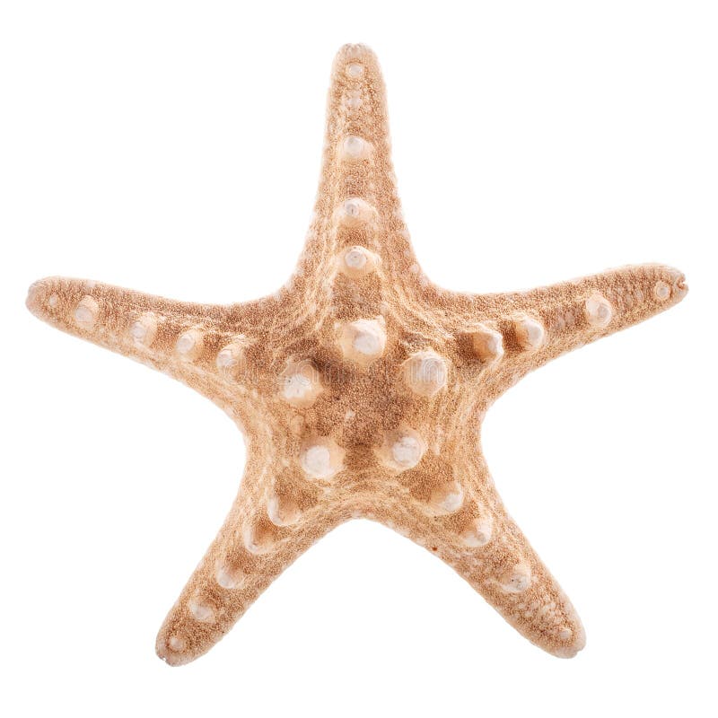 Sea Shell in the Shape of Star Isolated Stock Photo - Image of mollusk ...