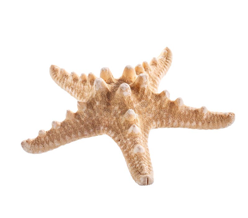 Sea Shell in the Shape of Star Isolated Stock Photo - Image of mollusk ...