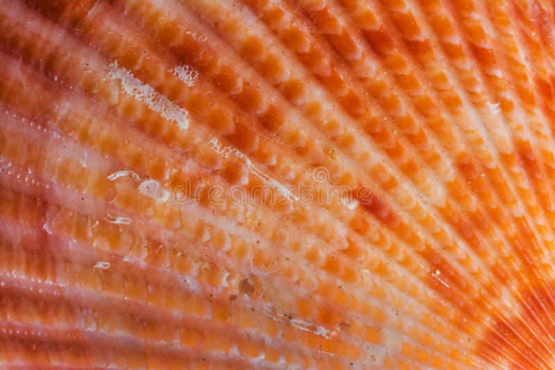 Sea Shell or Shell Fish Close Up Stock Image - Image of beach, life ...