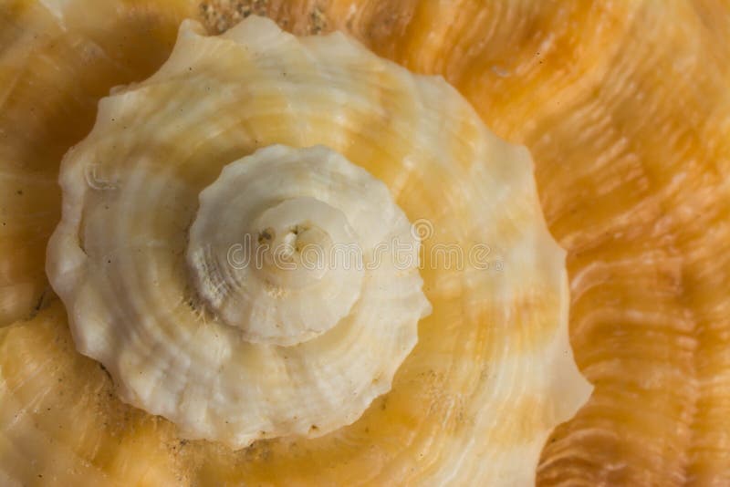 Sea Shell or Shell Fish Close Up Stock Photo - Image of shell, snail ...