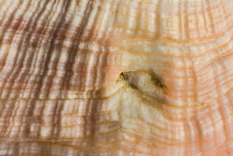 Sea Shell or Shell Fish Close Up Stock Photo - Image of oceanside ...