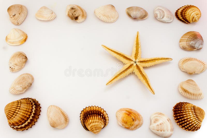Sea shell stock photo. Image of seahorse, commodity, clams - 46695428