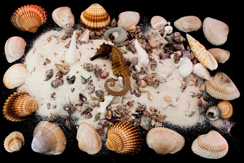 Sea shell stock image. Image of clams, starfish, coral - 46696341