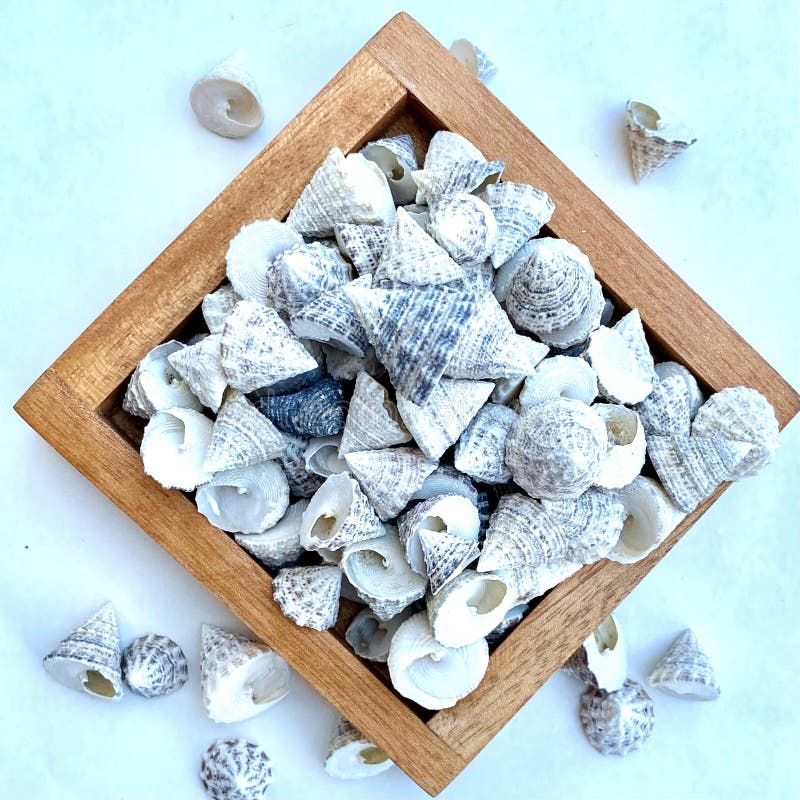 Sea Shell Shells Shape Gray Cone Stock Photos - Free & Royalty-Free ...