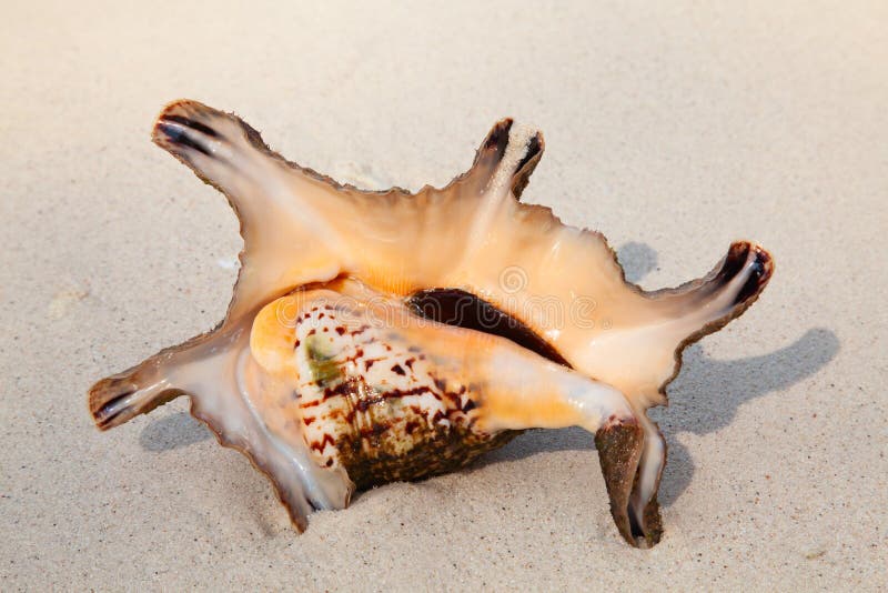Sea shell stock image. Image of fragile, marine, macro - 241807667