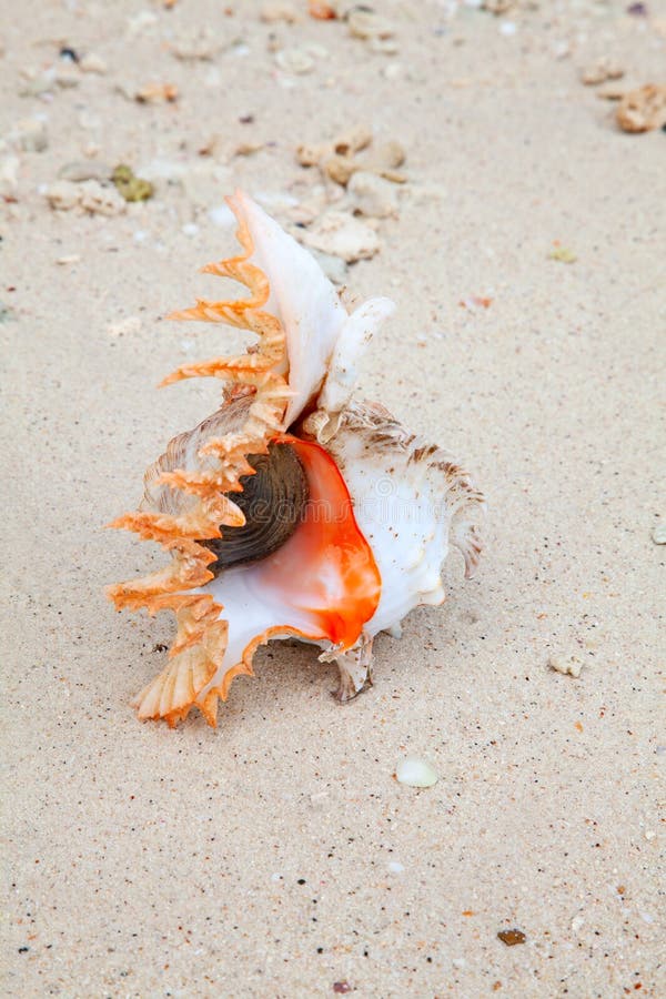 Sea shell stock photo. Image of creature, decoration - 241807672