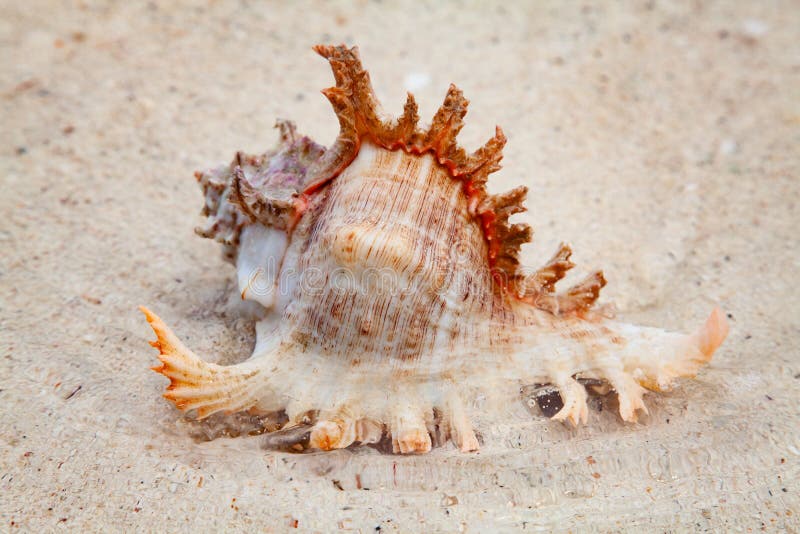 Sea shell stock photo. Image of ocean, decor, crustacean - 241807674