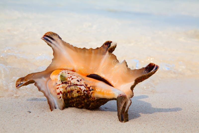 Conch shell on beach stock image. Image of holiday, collect - 5275787